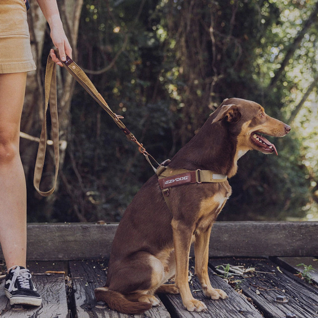 Ezy Dog | Pets Wonderland