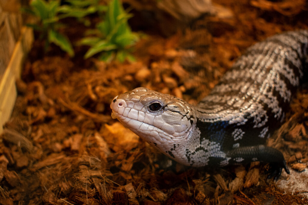 Reptile Health