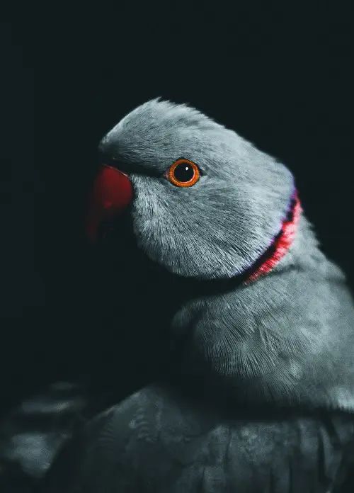 Bird | Pets Wonderland