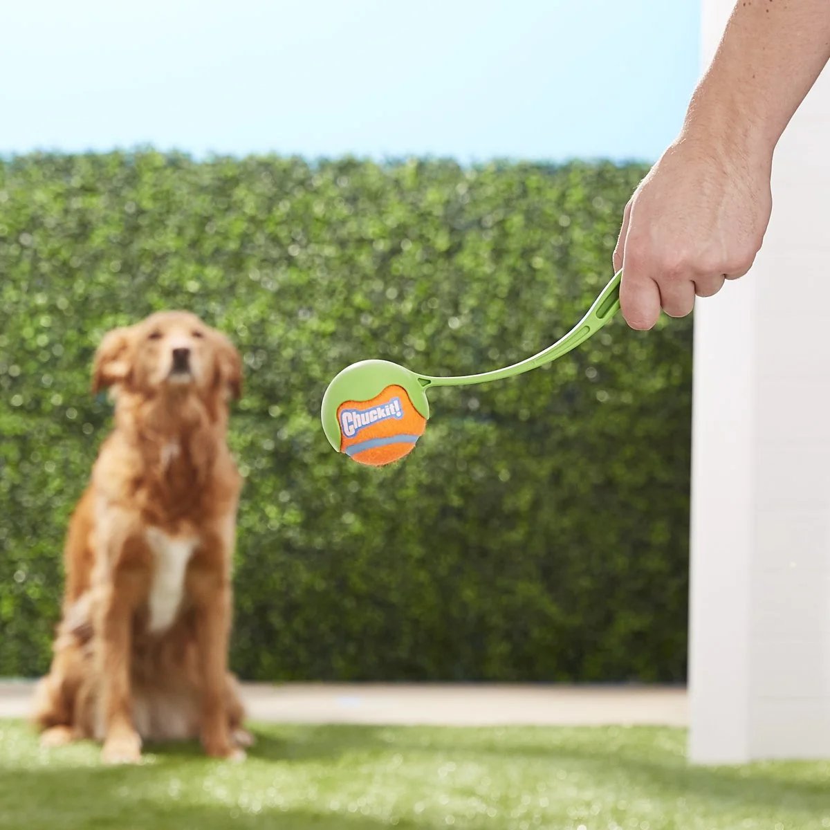 Doggy Daycare & Pet Store