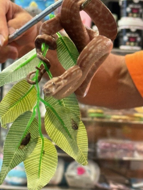 Live Reptile - Bredli Python – Pets Wonderland